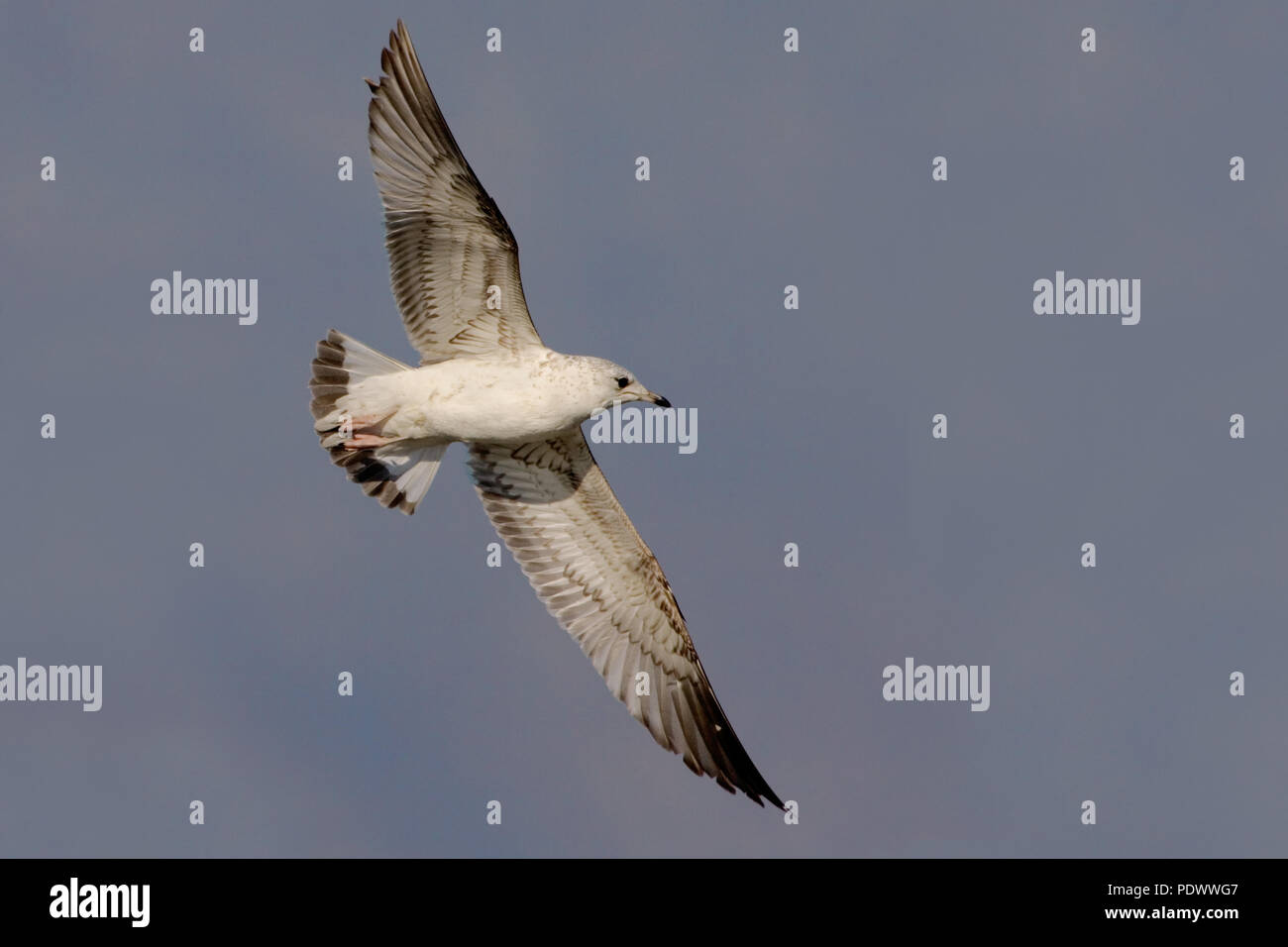 Common Gull in flight, underwing view Stock Photo - Alamy