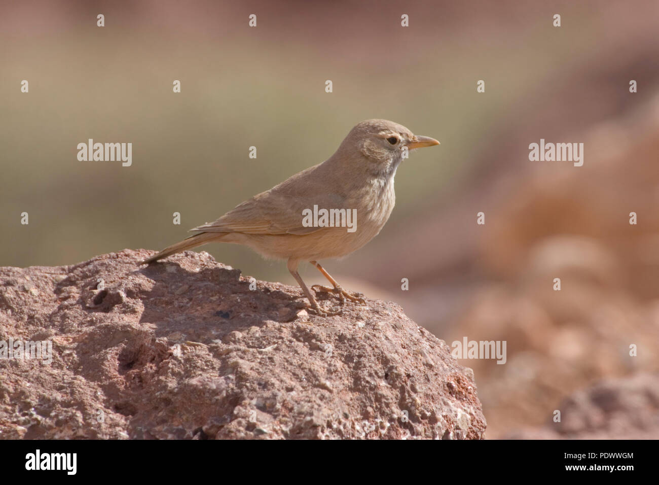 Desert Lark on a rocky stone, side view Stock Photo - Alamy