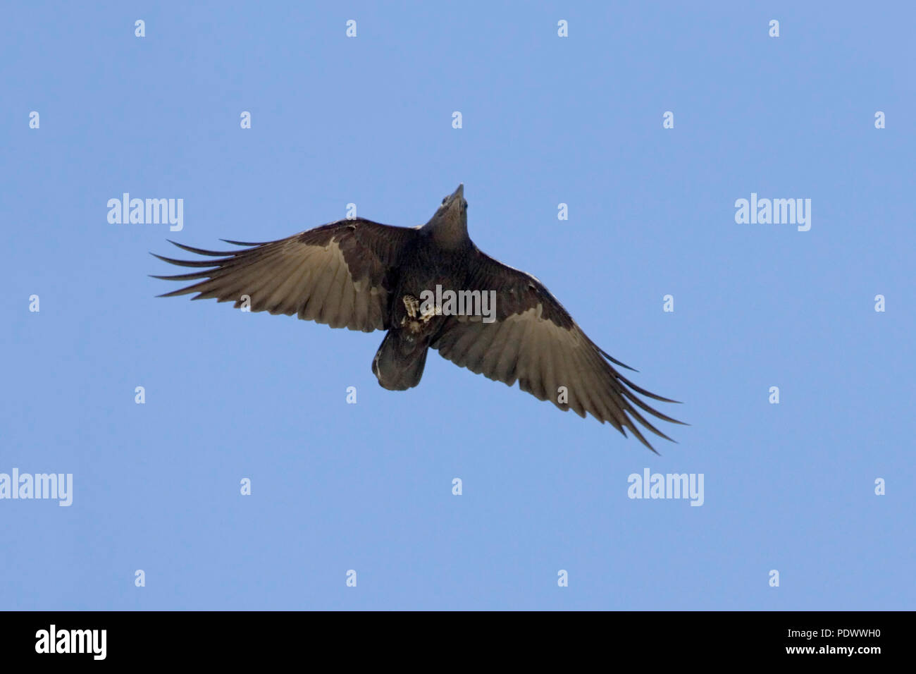 Fan-tailed raven in flight, underwing view Stock Photo - Alamy
