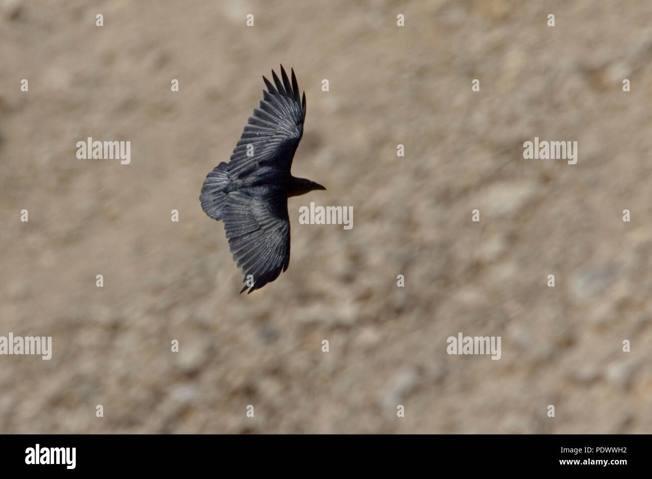 Fan-tailed raven in flight, view from above Stock Photo - Alamy