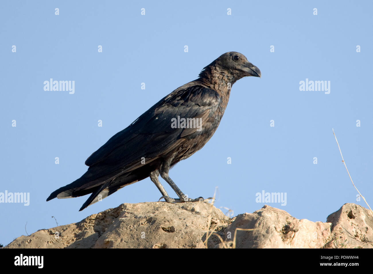 Fan-tailed raven on rocky stone, side-view Stock Photo - Alamy