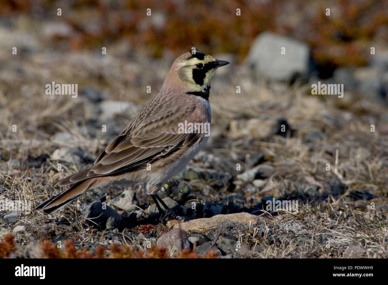 Horned Lark in dry grass, side-view Stock Photo - Alamy