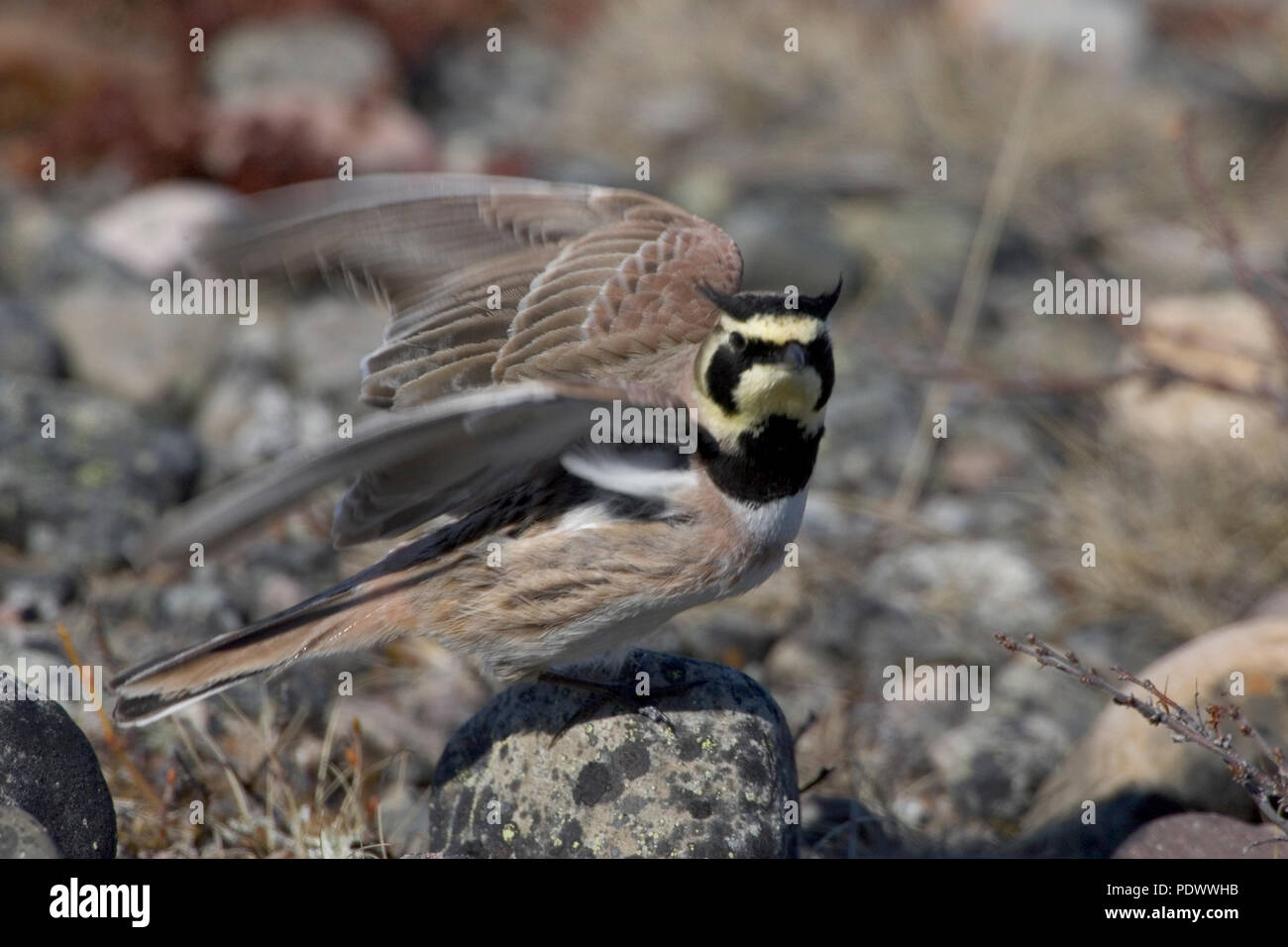 Horned Lark with fluttering wings on a big stone, side-view Stock Photo ...