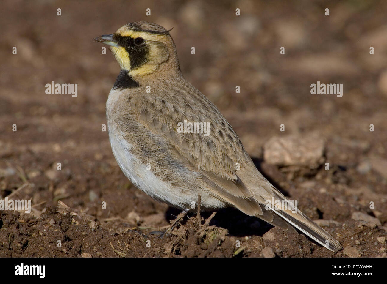 Sea lark hi-res stock photography and images - Alamy
