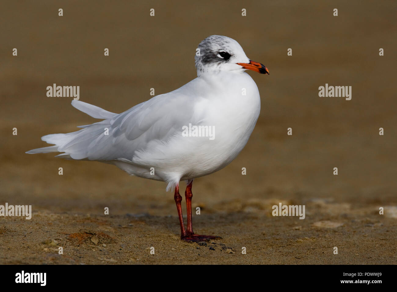 Mediterranean Gull in a sandy ground, side-view Stock Photo - Alamy