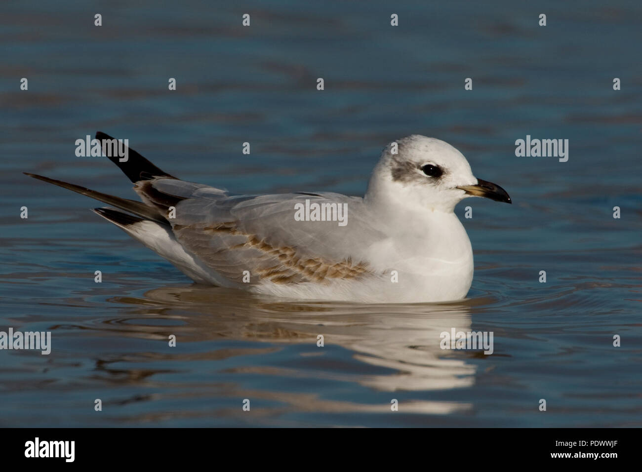 Mediterranean Gull in a sandy ground, side-view Stock Photo - Alamy