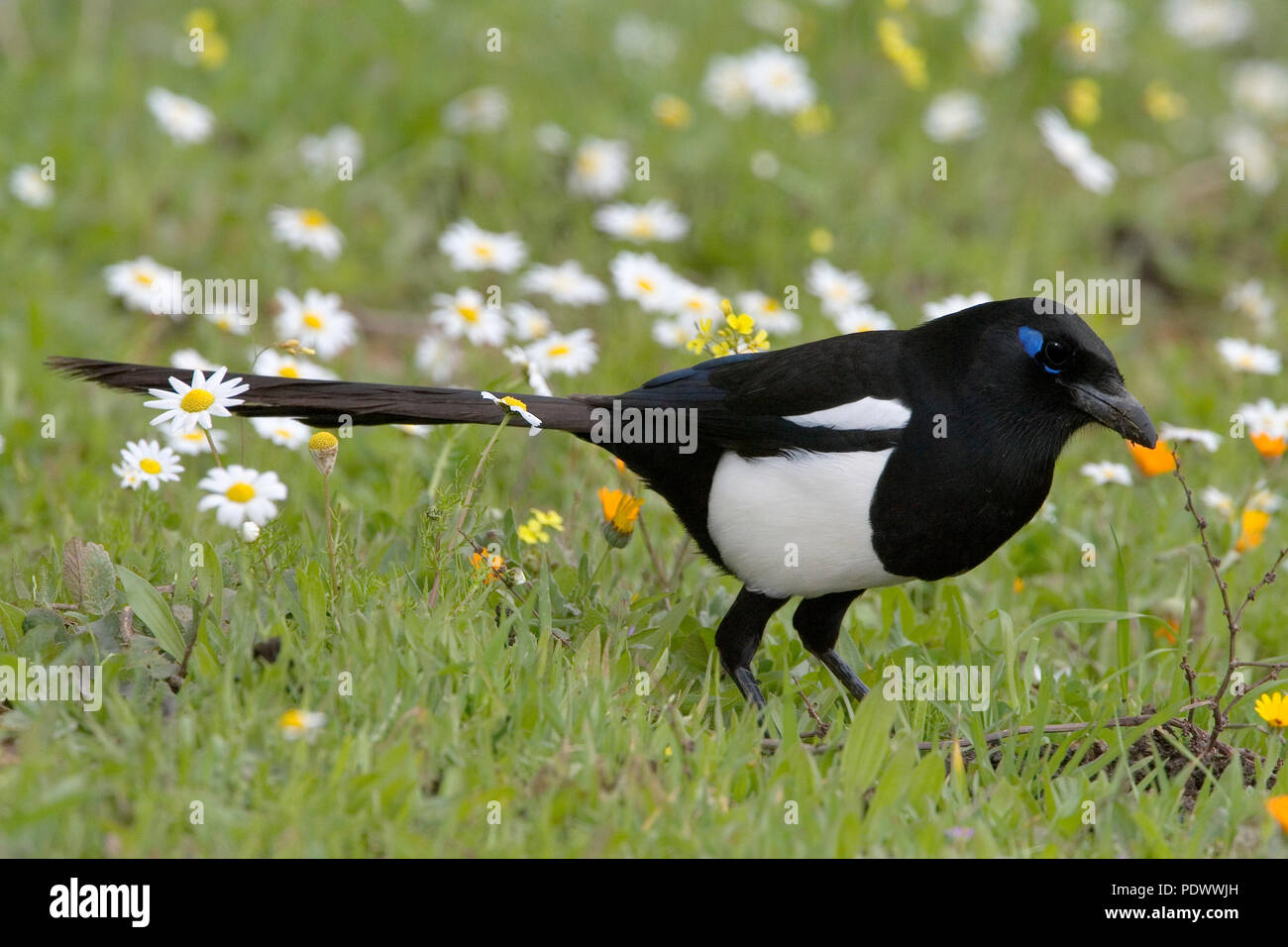 Moroccan magpie hi-res stock photography and images - Alamy