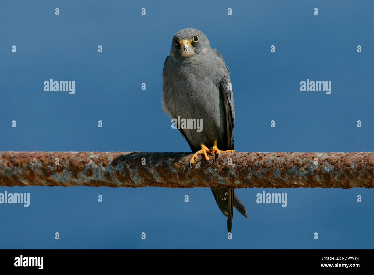 Sooty Falcon sitting on a reinforcing bar and blue sky background Stock ...