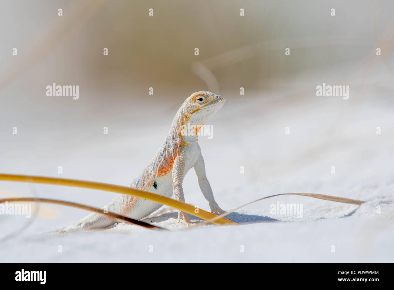 Bleached Earless Lizard, (Holbrookia maculata ruthveni), White Sands ...