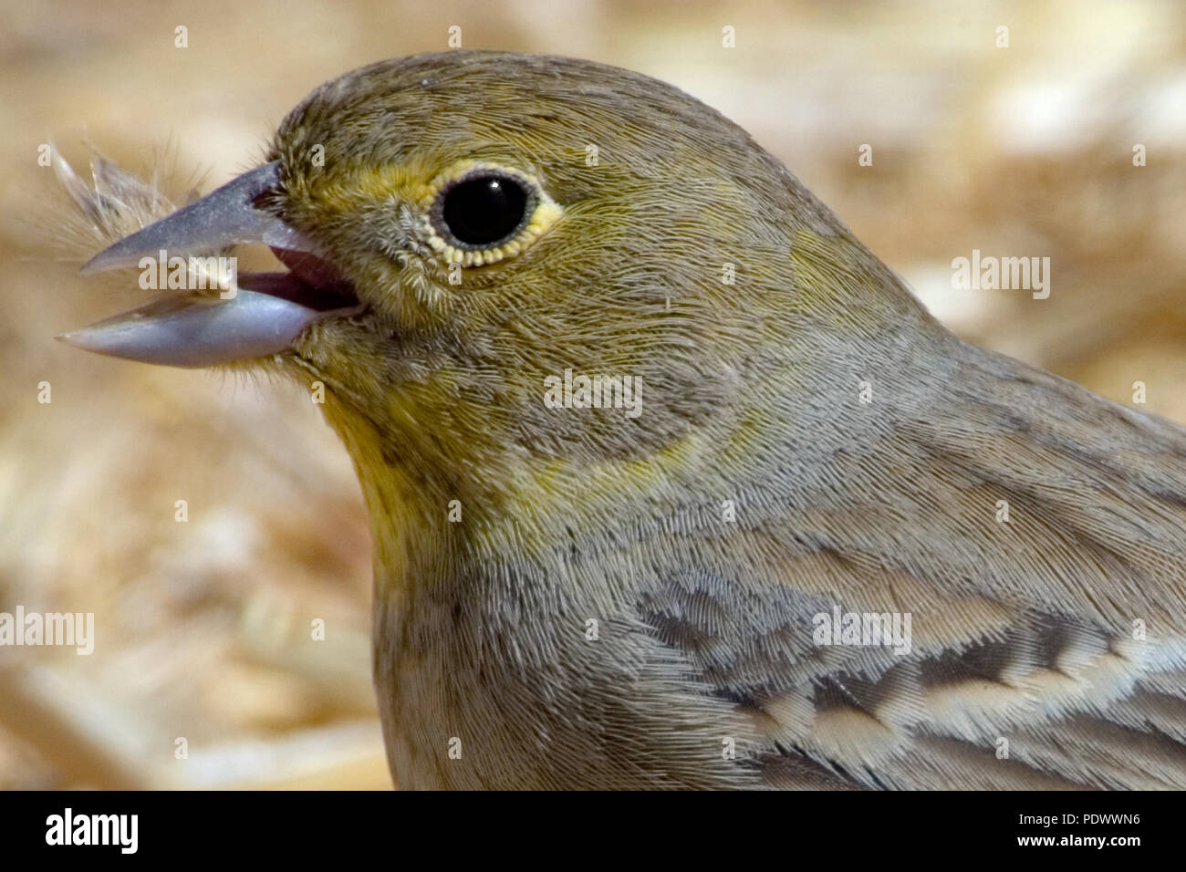 Perching birds hi-res stock photography and images - Alamy