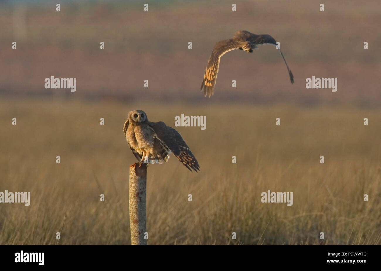 Merja zerga hi-res stock photography and images - Alamy