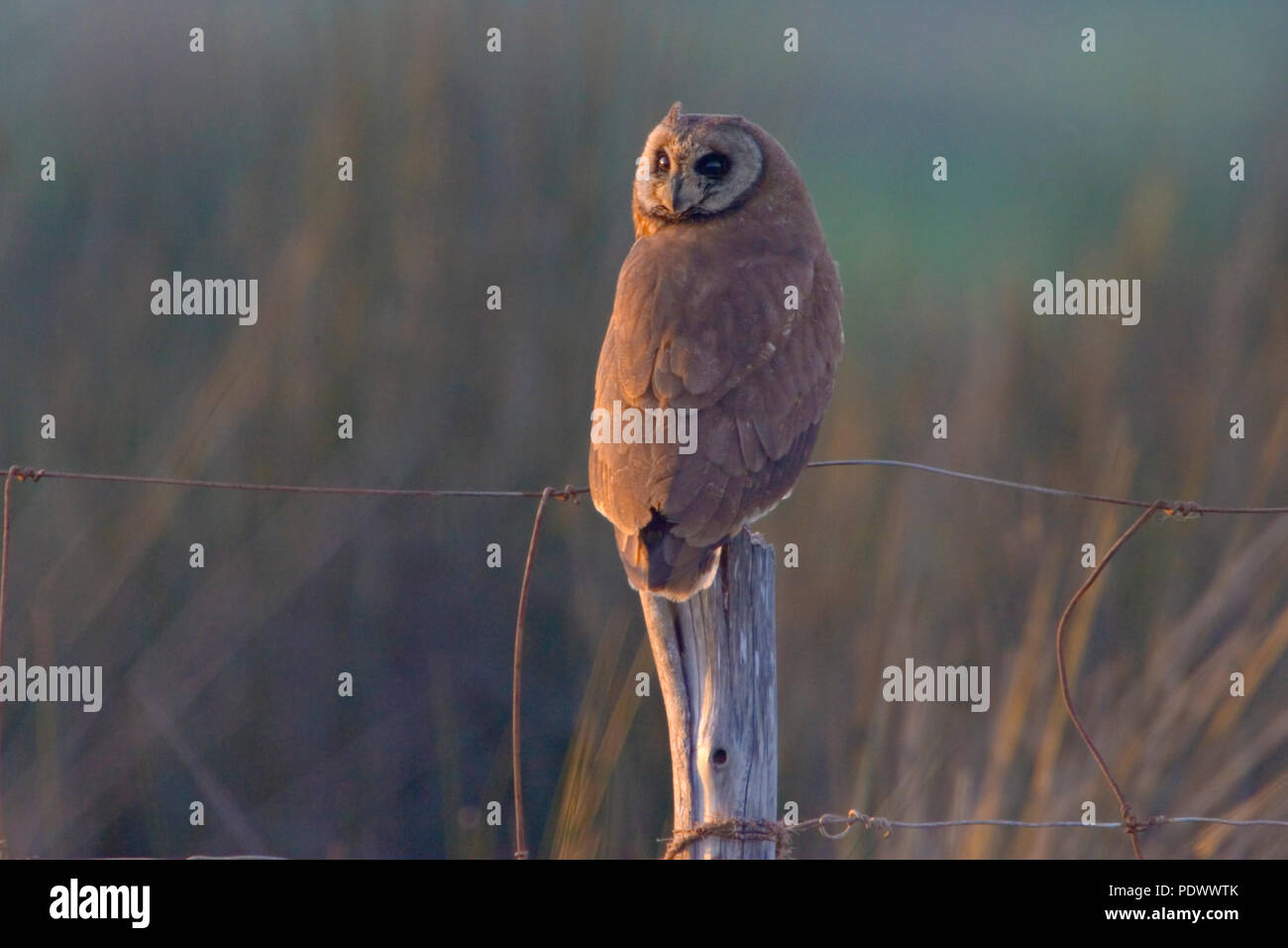 Marsh owl asio capensis hi-res stock photography and images - Alamy