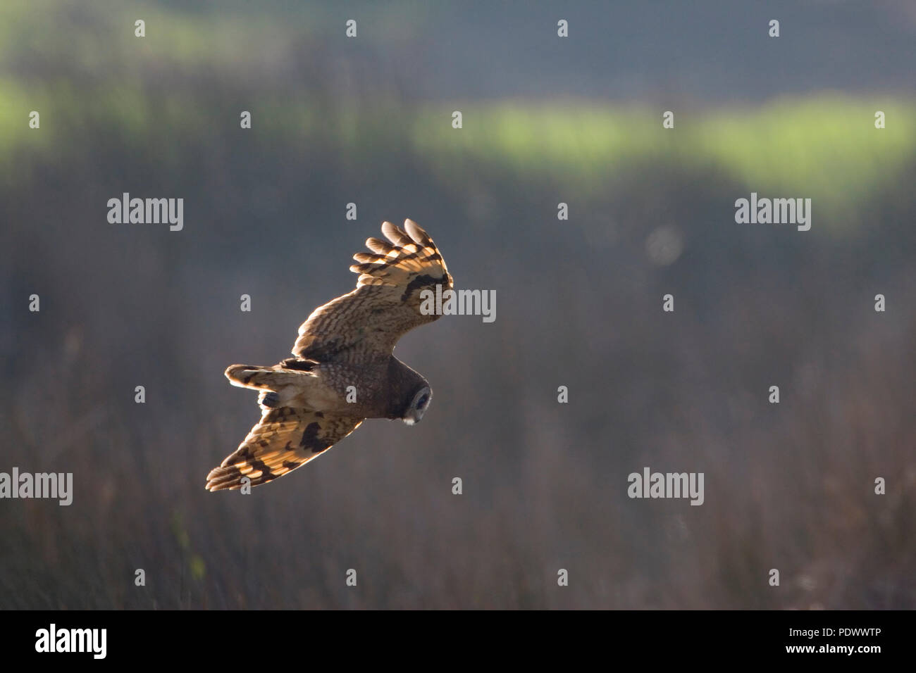 African marsh owl asio capensis hi-res stock photography and images - Alamy