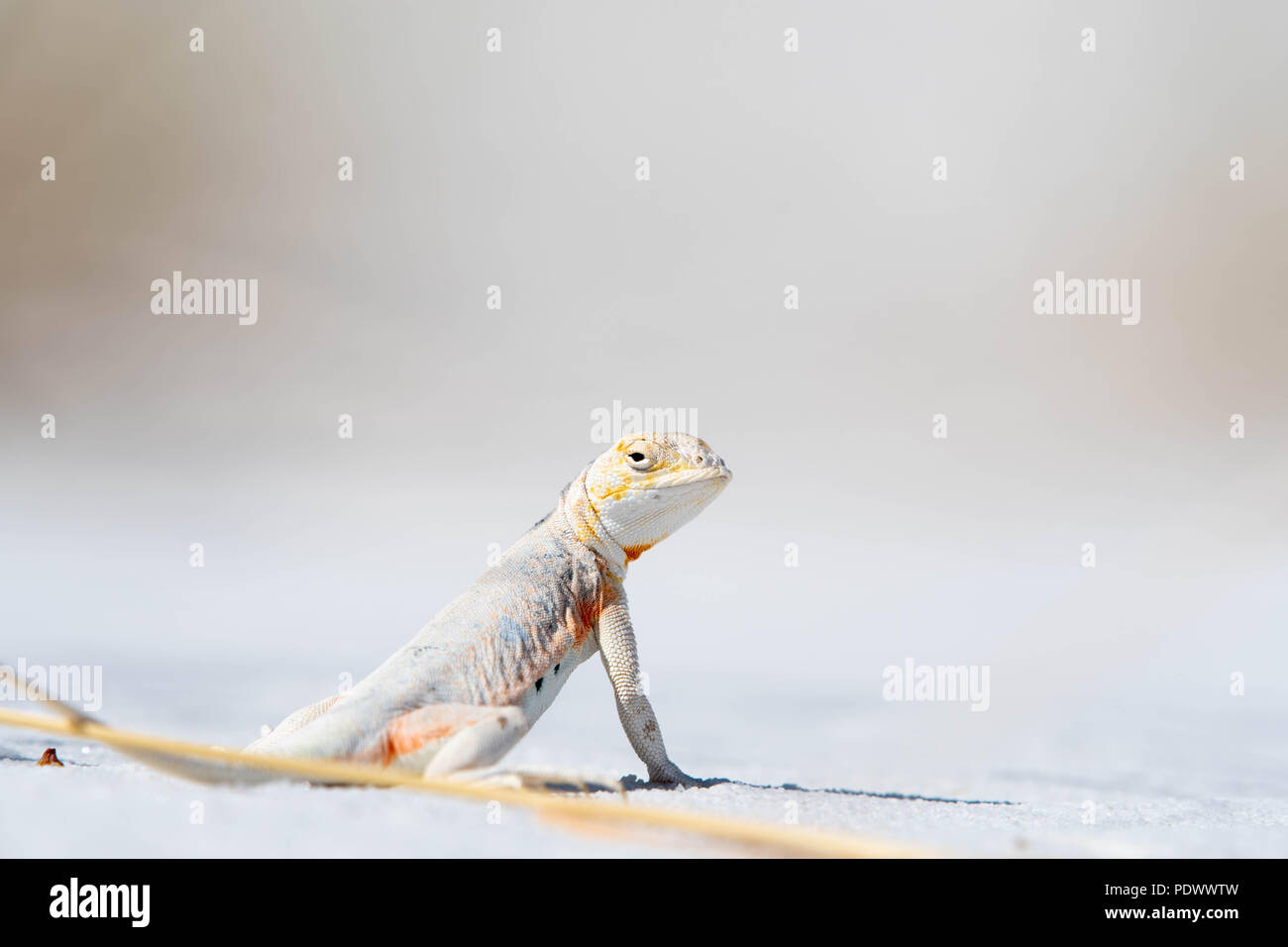 Bleached Earless Lizard, (Holbrookia maculata ruthveni), White Sands ...