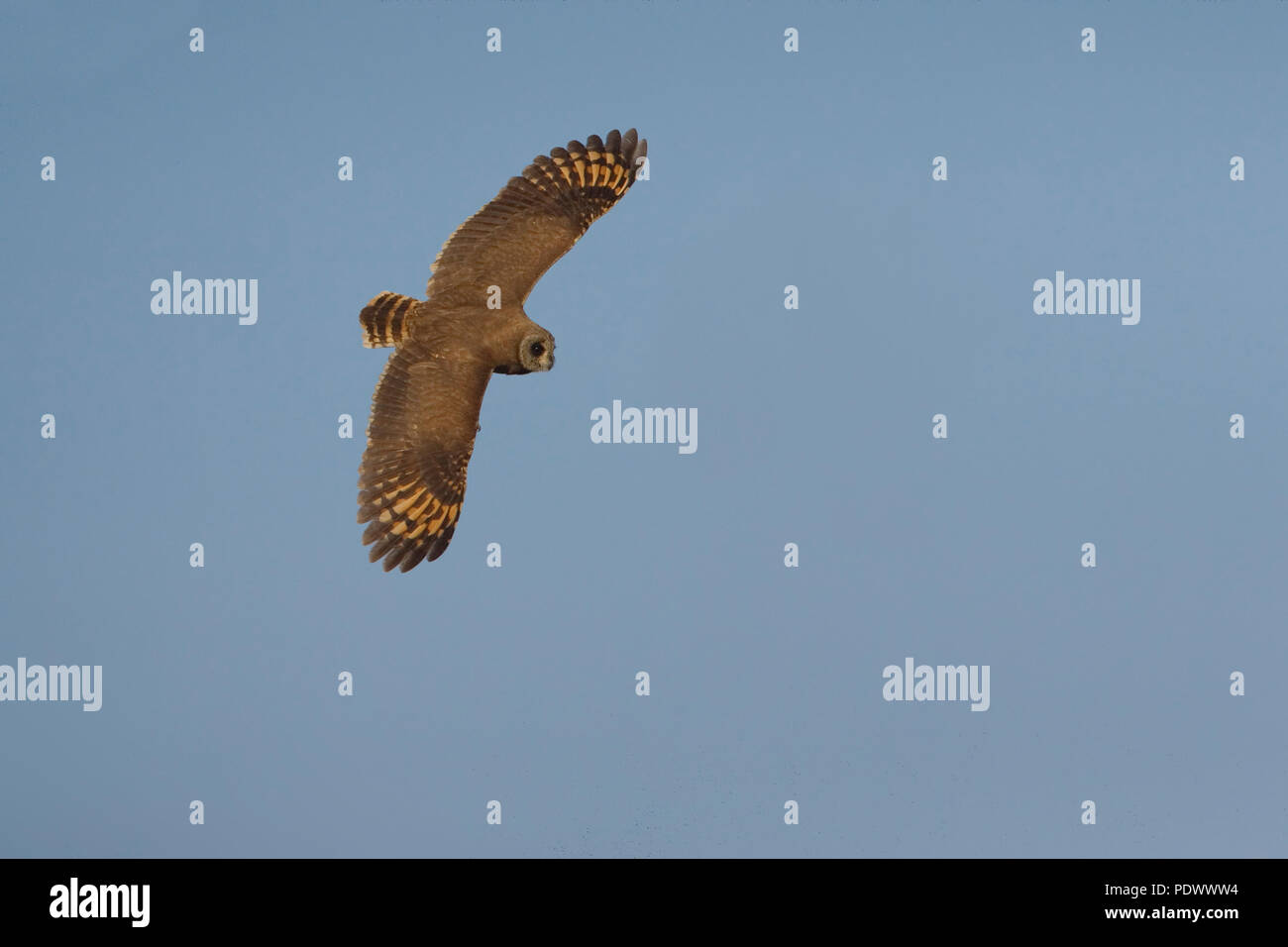 African marsh owl asio capensis hi-res stock photography and images - Alamy