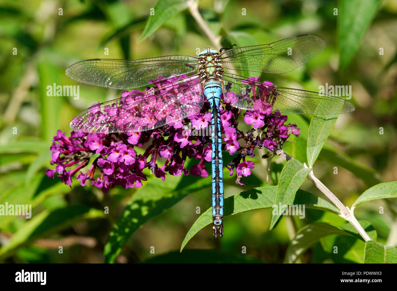 Emperor dragonfly (Anax imperator) Anax empereur Stock Photo - Alamy