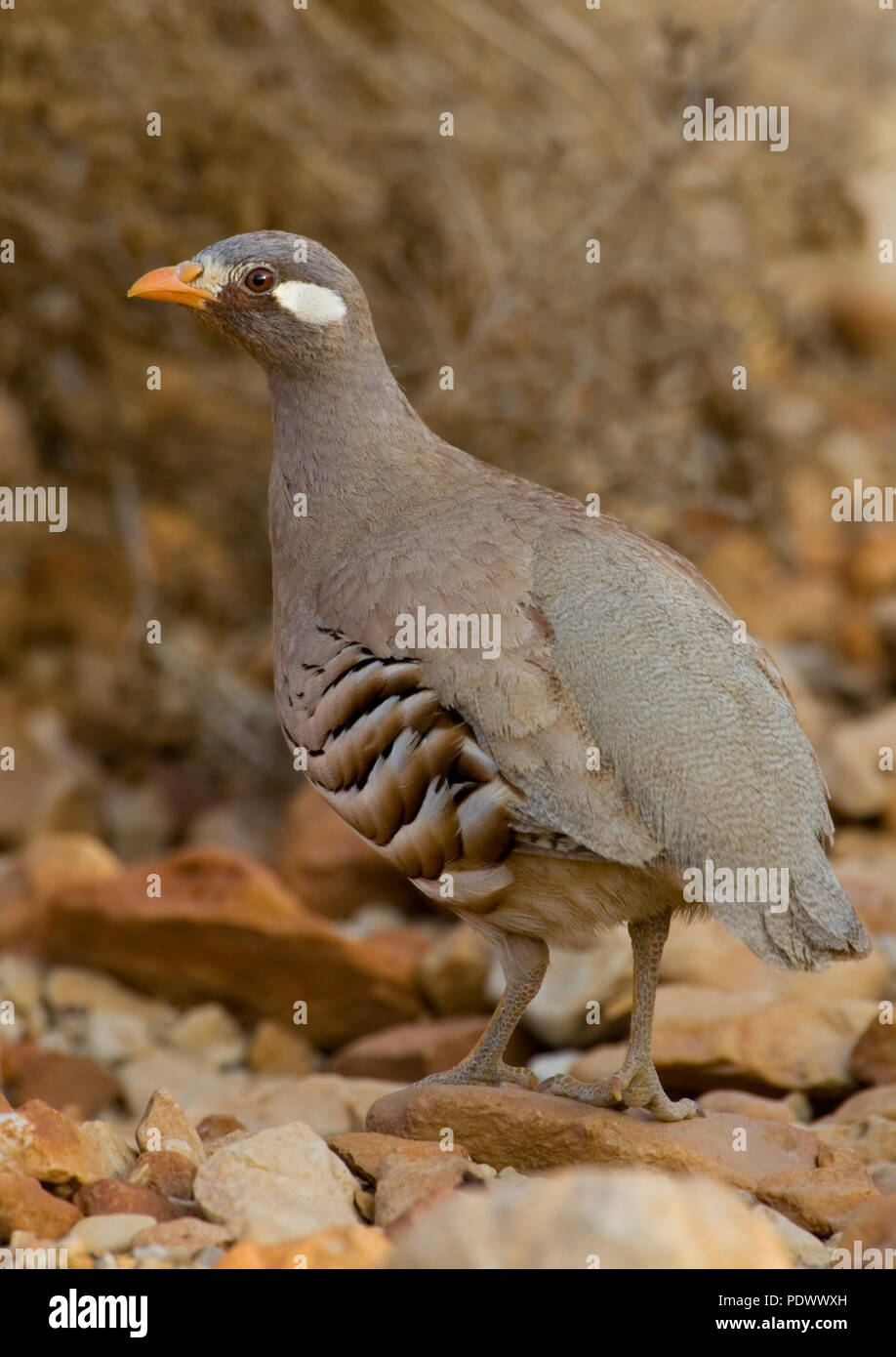 Sand partridge hi-res stock photography and images - Alamy