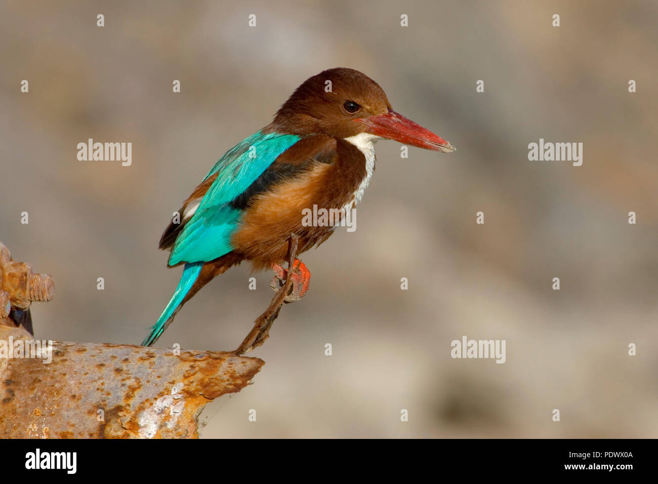 Halcyon badia hi-res stock photography and images - Alamy