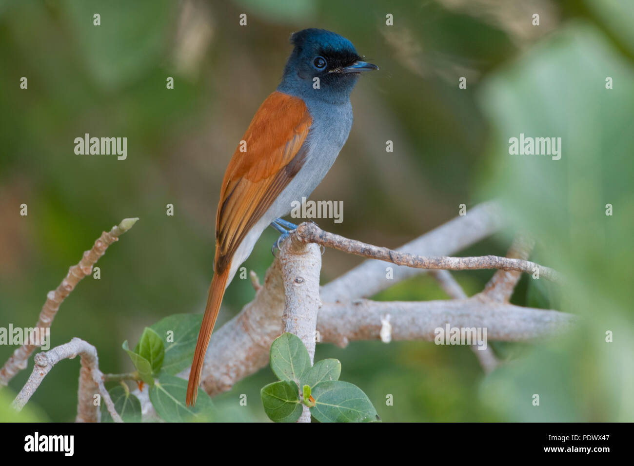 African paradise flycatcher hi-res stock photography and images - Alamy