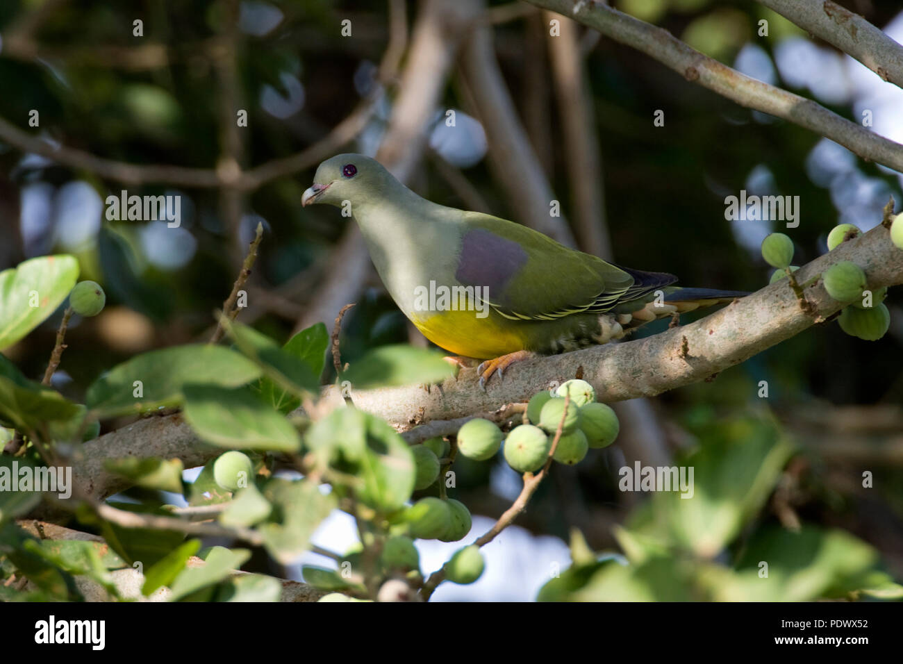 Columbidae Family High Resolution Stock Photography and Images - Alamy