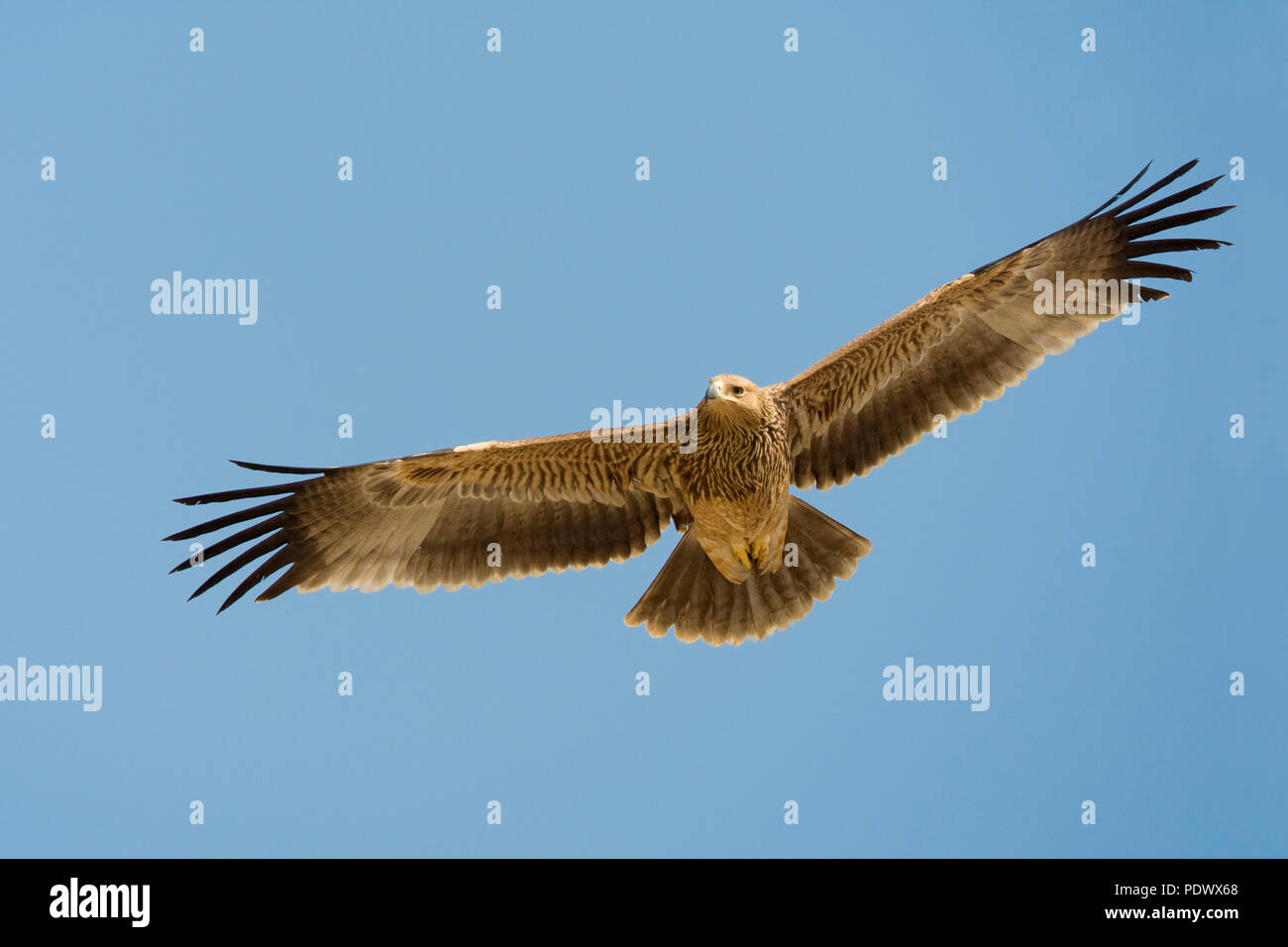 Al amerat hi-res stock photography and images - Alamy