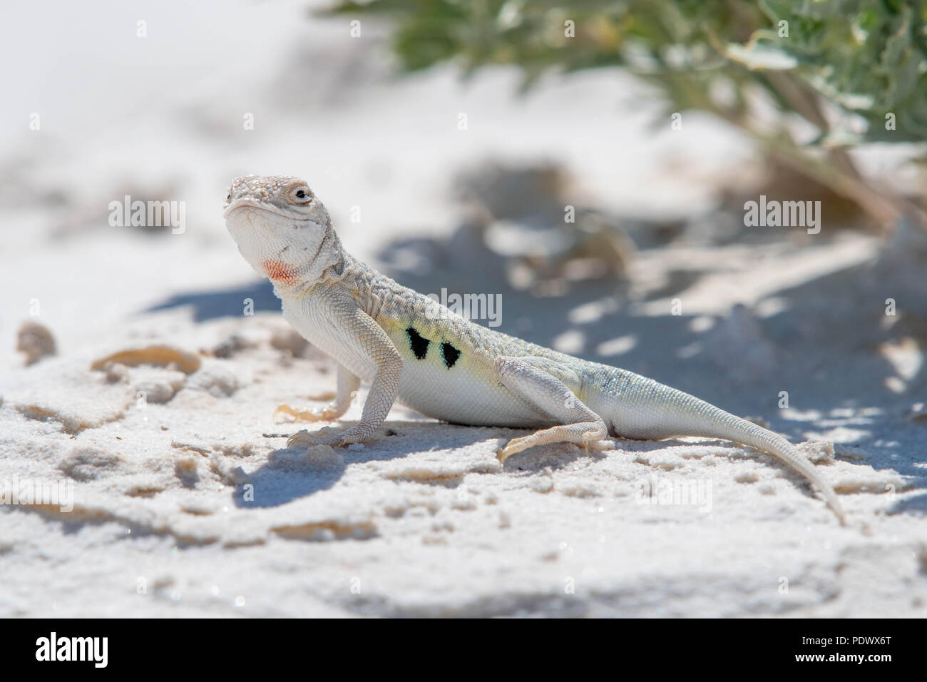 Bleached Earless Lizard, (Holbrookia maculata ruthveni), White Sands ...