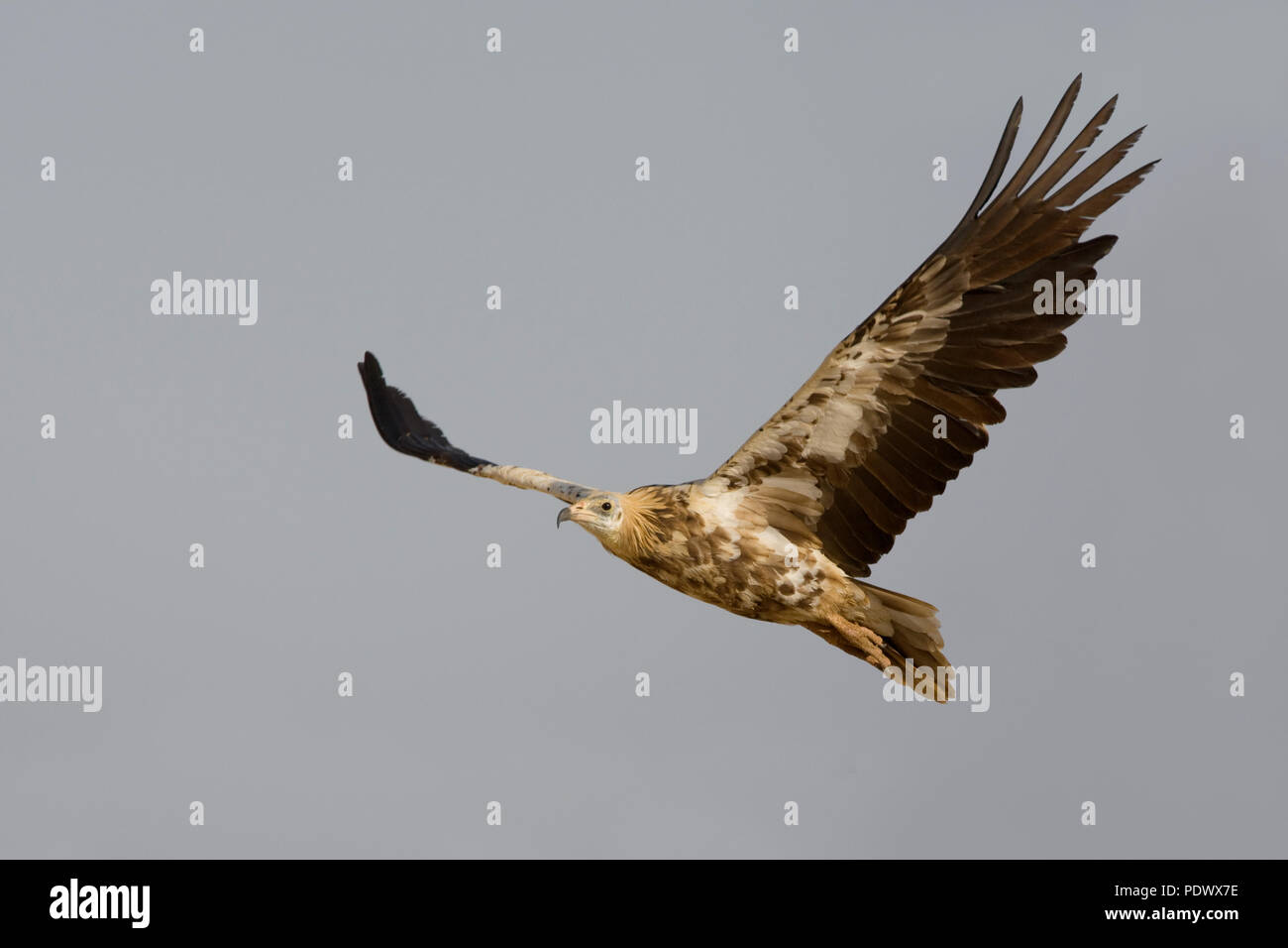 Amerat hi-res stock photography and images - Alamy