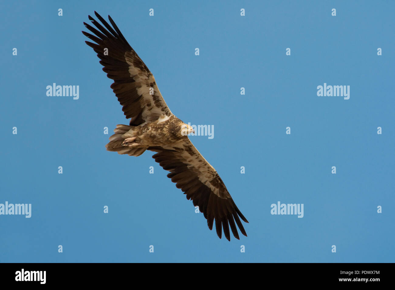 Amerat hi-res stock photography and images - Alamy