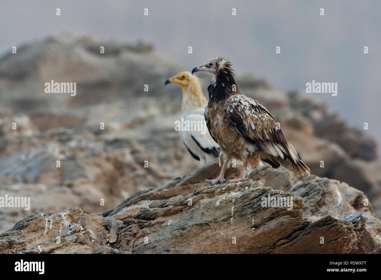 Al amerat hi-res stock photography and images - Alamy