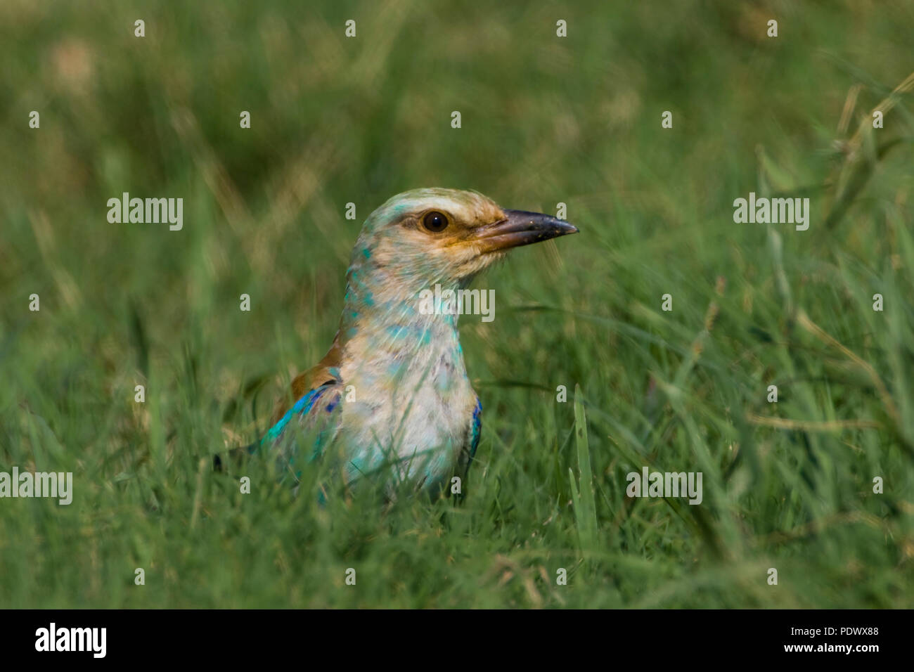Hole nesting bird hi-res stock photography and images - Alamy