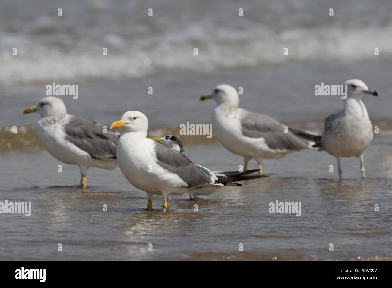 Larus heuglini var taymirensis hi-res stock photography and images - Alamy