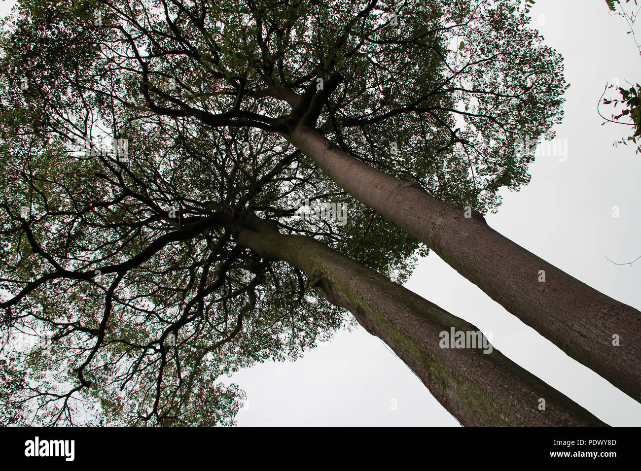 In the Mount Faber Park in Singapore Stock Photo - Alamy