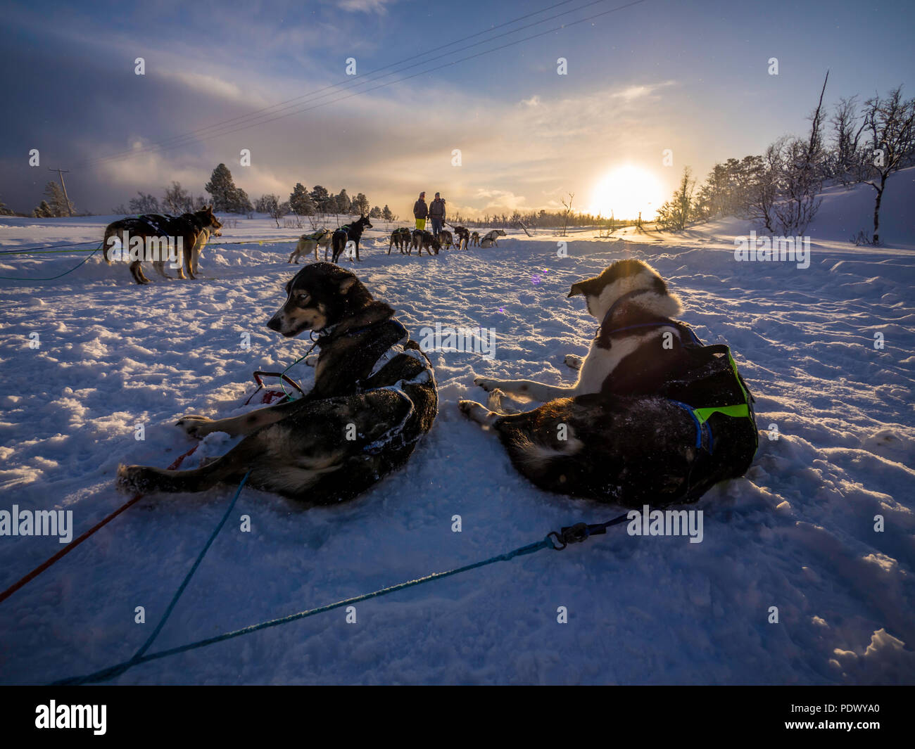 Huskies snow hi-res stock photography and images - Alamy