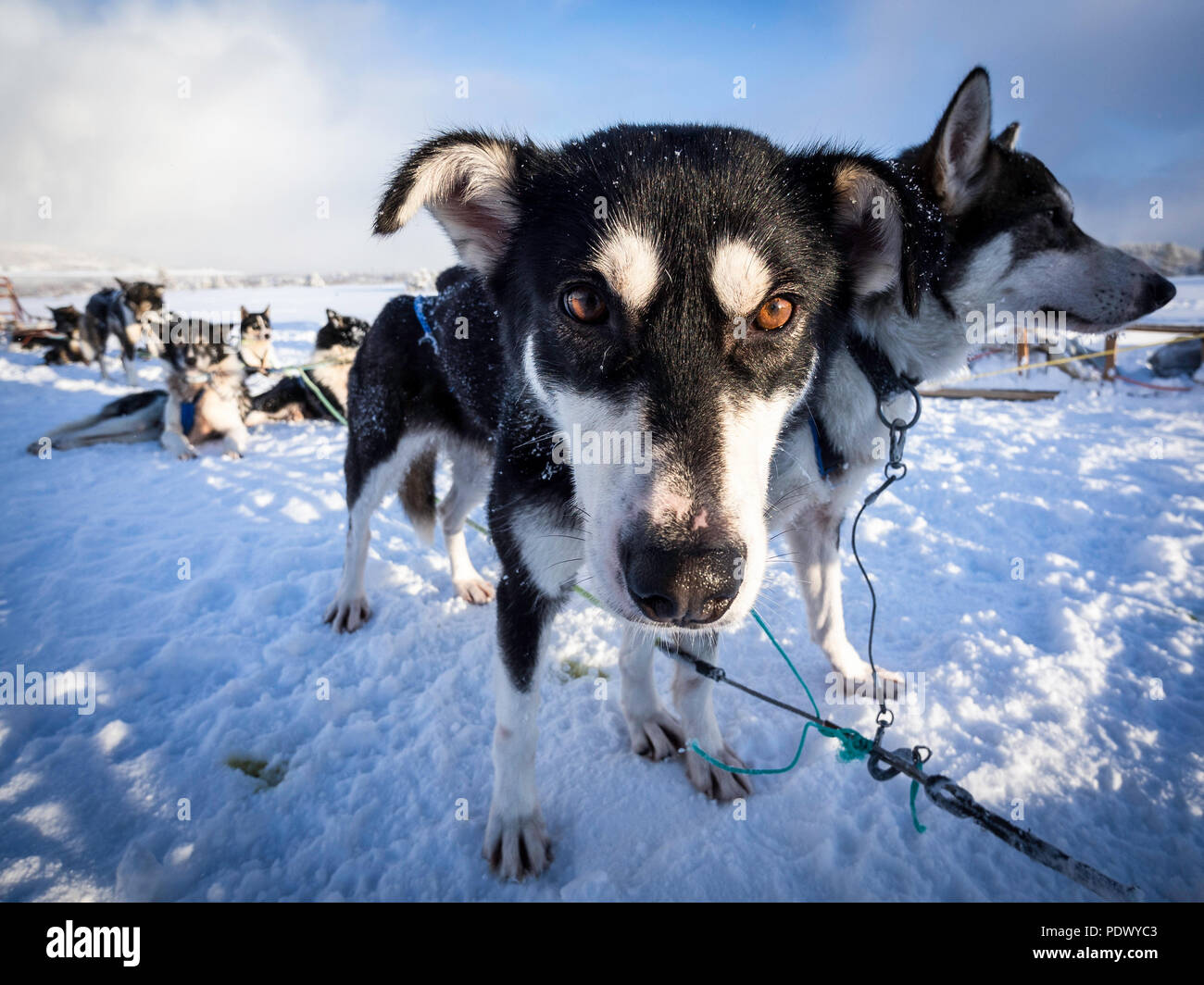 Norwegian sledge hi-res stock photography and images - Alamy