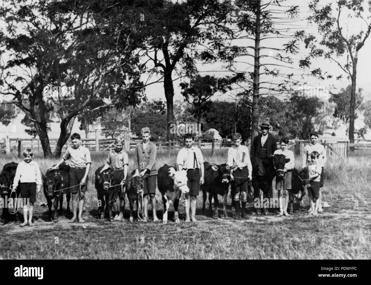 230 StateLibQld 1 148571 Members of the Tiaro School Calf Club ...