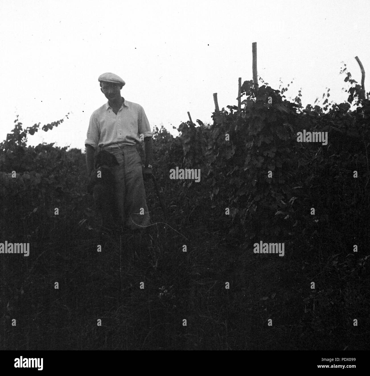 Grape crops Black and White Stock Photos & Images - Alamy