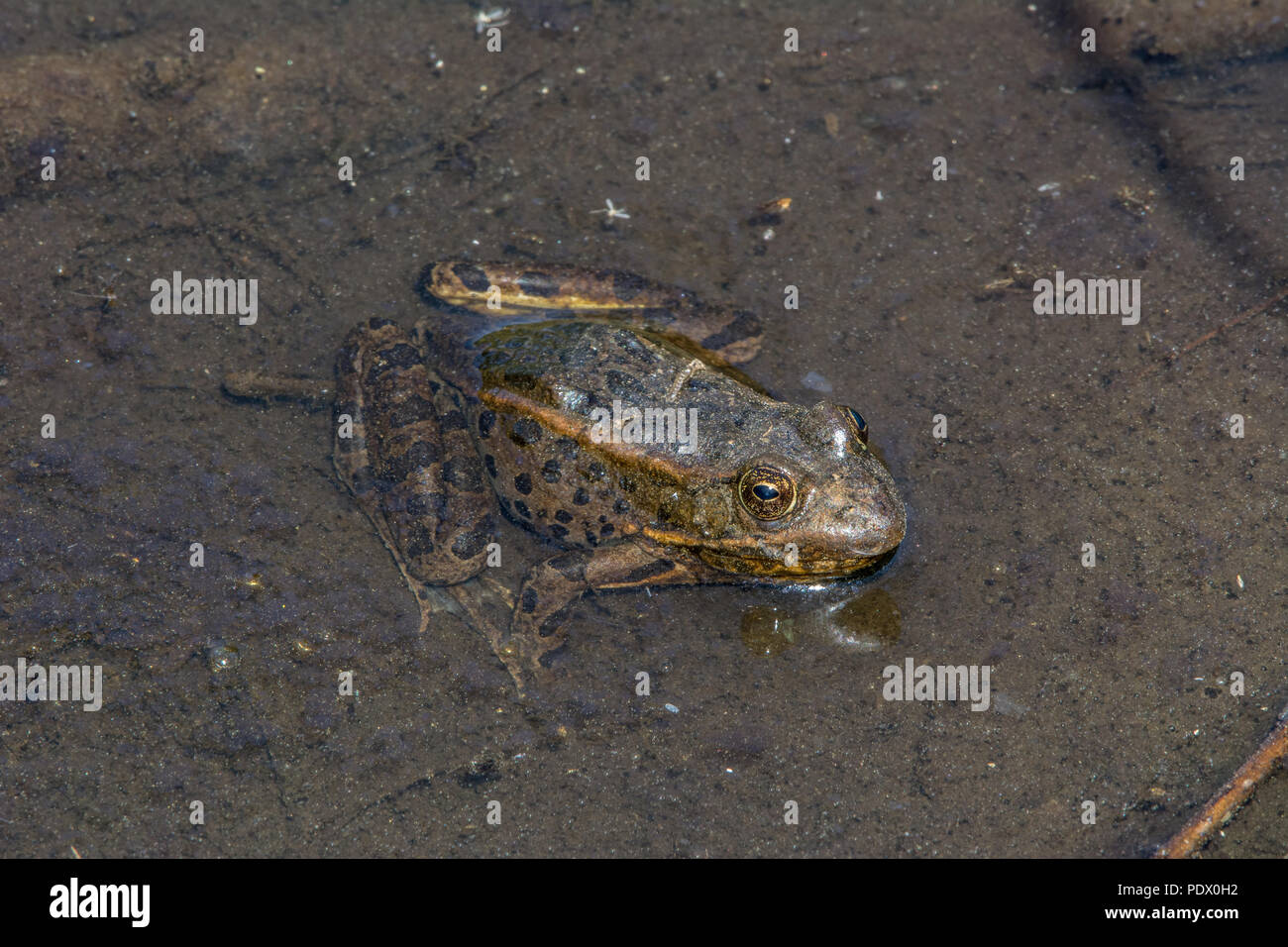 Northern Leopard Frog (Lithobates pipiens) from Jefferson County ...