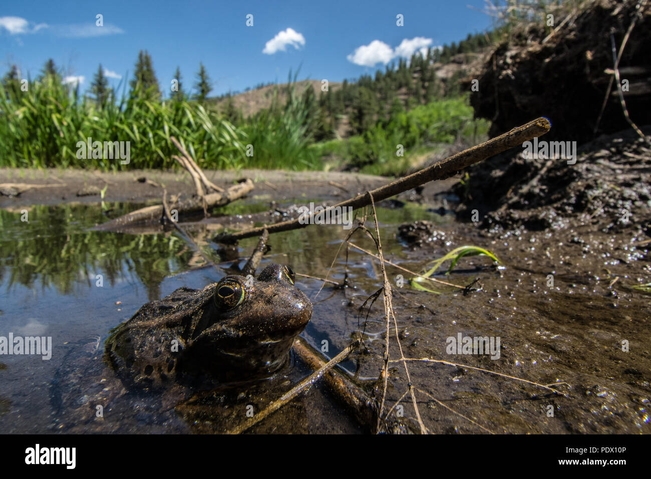 Northern Leopard Frog (Lithobates pipiens) from Jefferson County ...