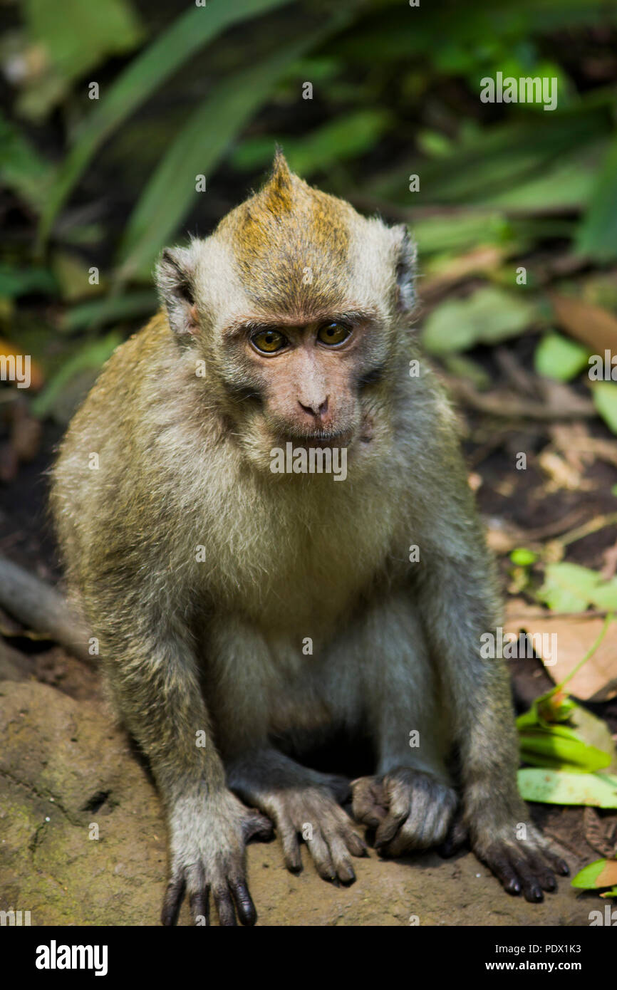 That Monkey Expression Stock Photo - Alamy