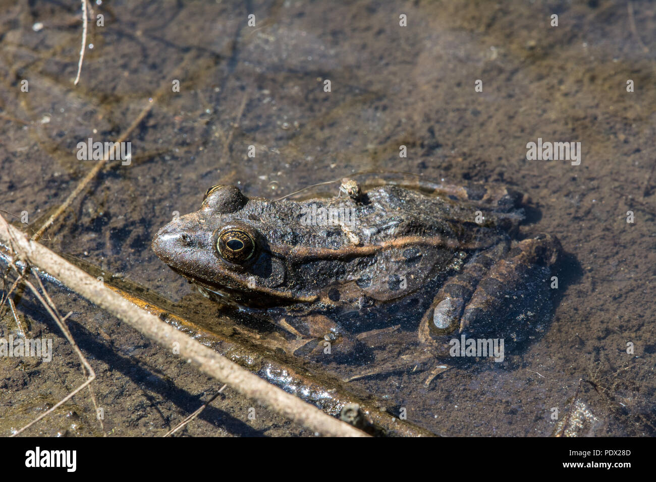 Northern Leopard Frog (Lithobates pipiens) from Jefferson County ...