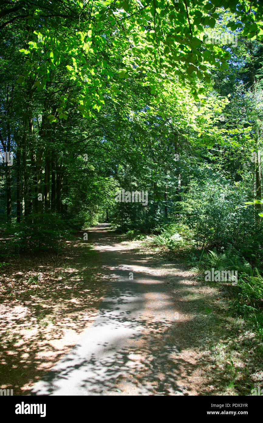 Forest path with sunny spots Stock Photo - Alamy