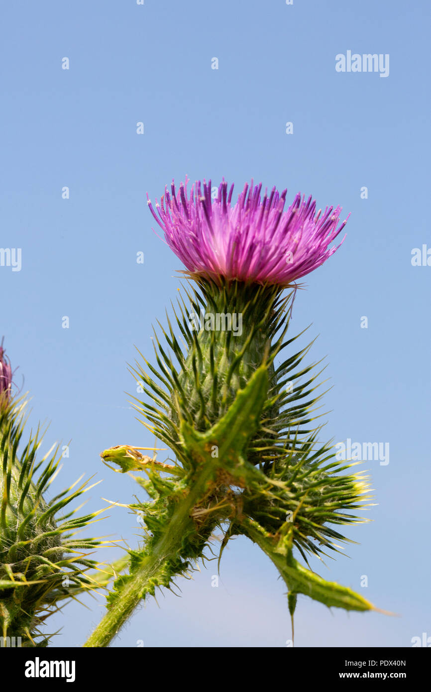 Thistle spear thistle hi-res stock photography and images - Alamy