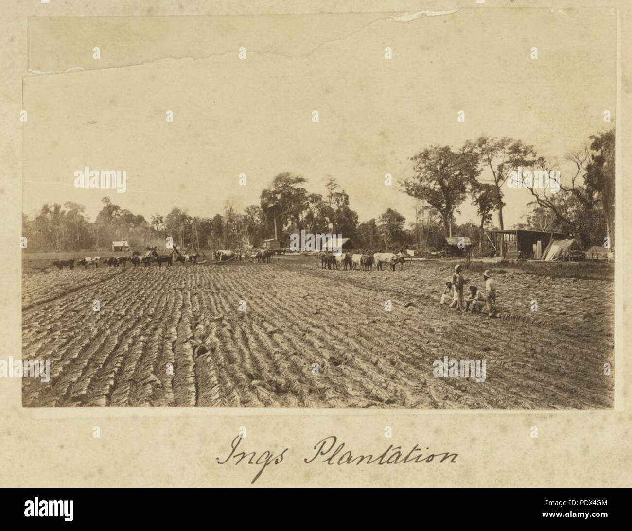 Ings plantation hi-res stock photography and images - Alamy