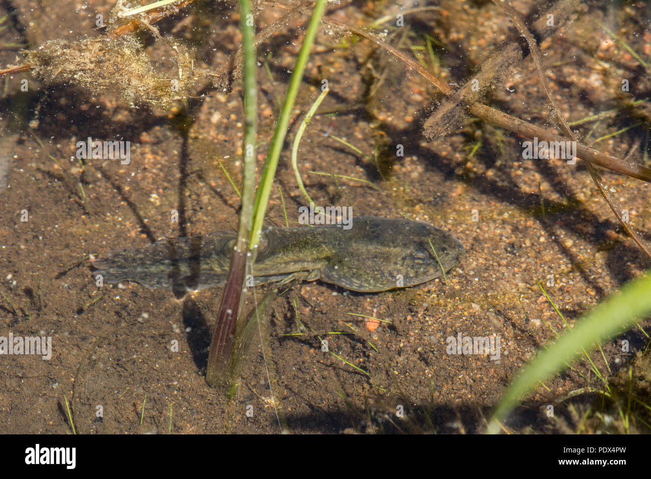 Northern Leopard Frog (Lithobates pipiens) from Jefferson County ...