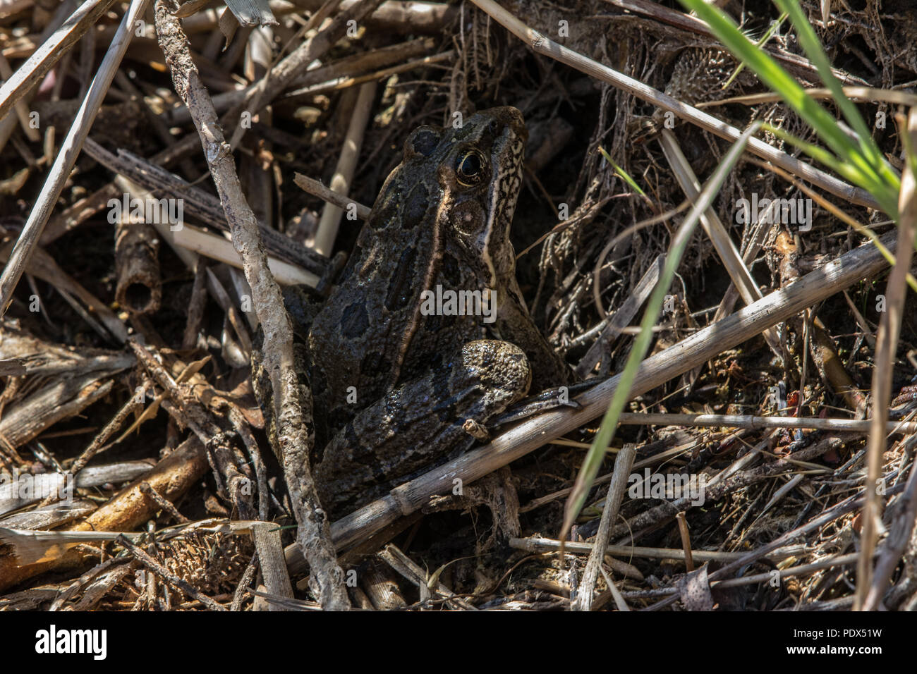 Slightly warty skin hi-res stock photography and images - Alamy