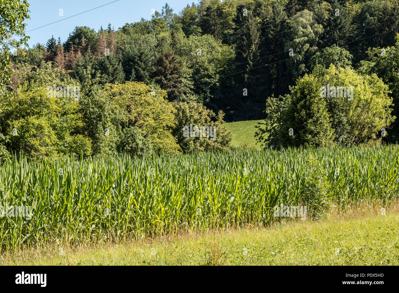 German corn field near the forest Stock Photo - Alamy