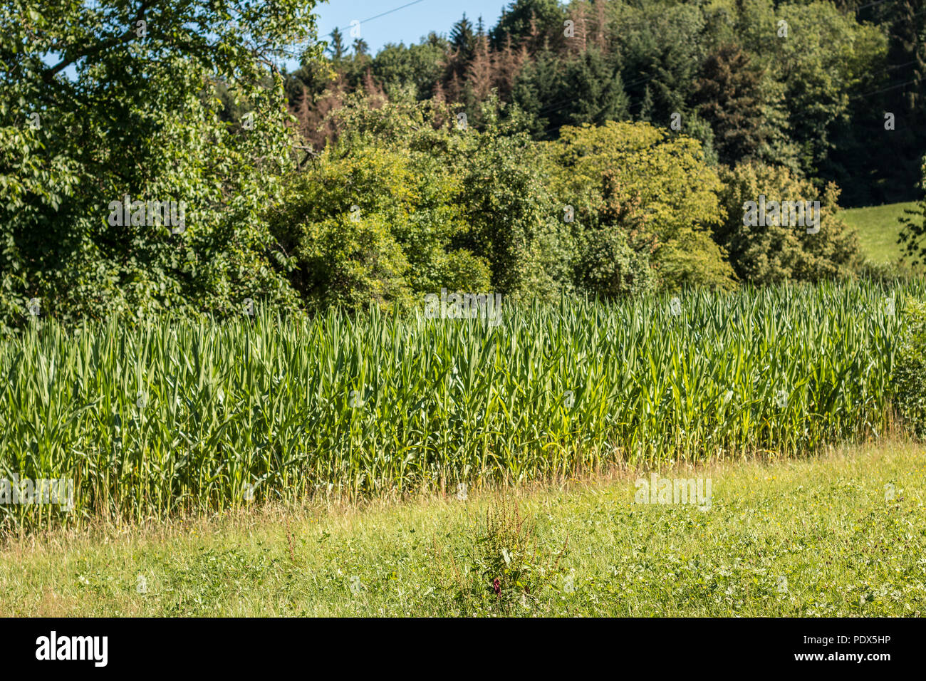 German corn field near the forest Stock Photo - Alamy