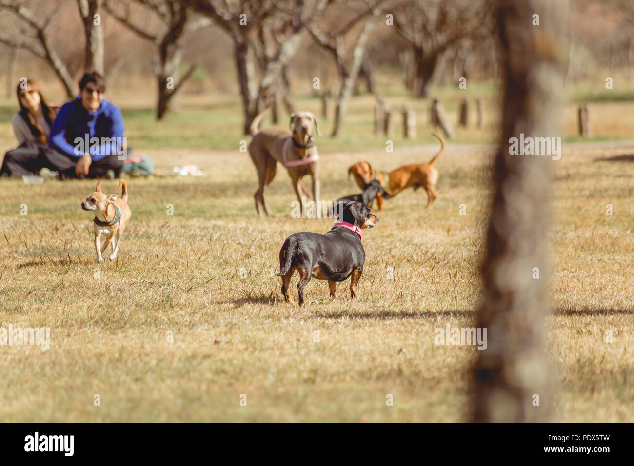 Dog standing in stone ground Stock Photo - Alamy
