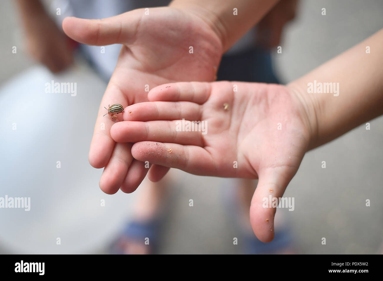 Kid holding beetle hi-res stock photography and images - Alamy