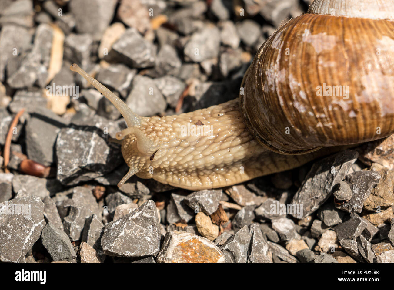 Big edible snail on stony ground in the forest Stock Photo - Alamy